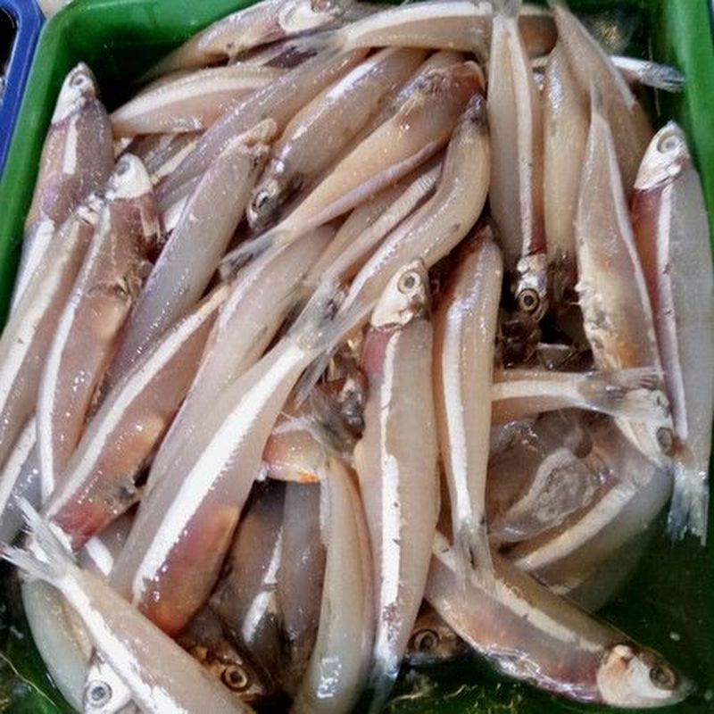 IKAN BILIS
