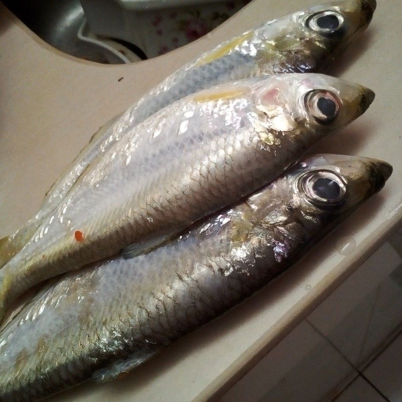 IKAN PUPUT