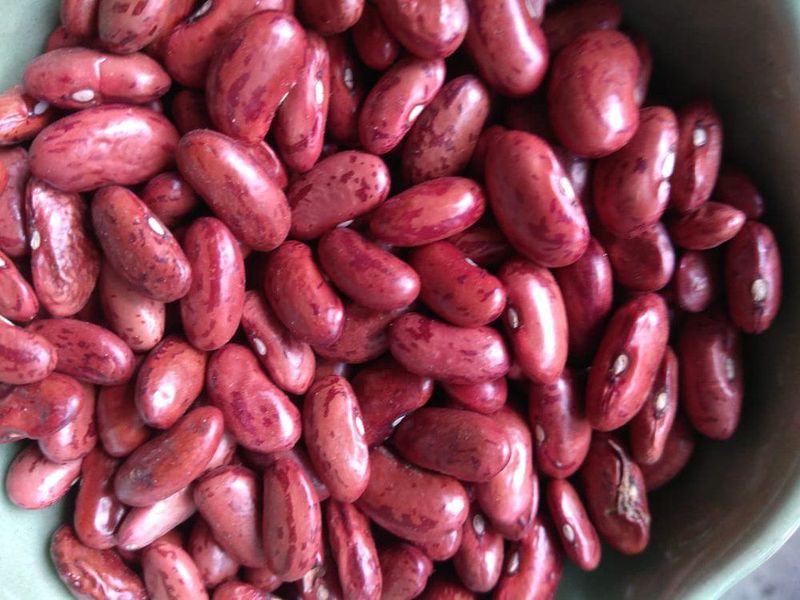 Kacang merah