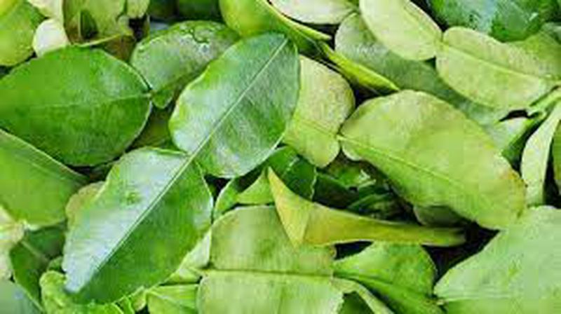 Daun Jeruk