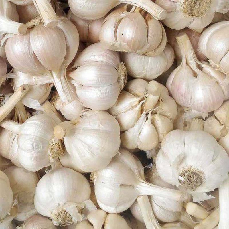 Bawang Putih