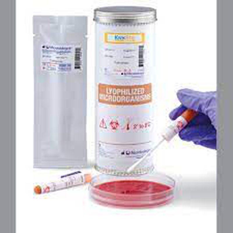 ATCC strain bacterial Escherichia coli ®25922 Spesifikasi : Remel ...