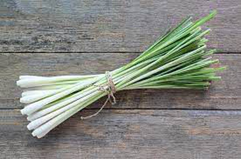 DAUN SERAI