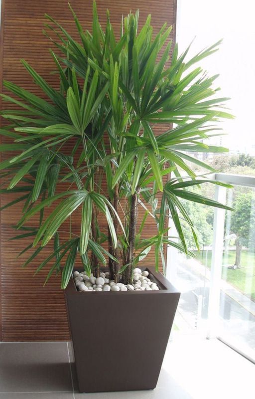 Bunga Dalam Pot