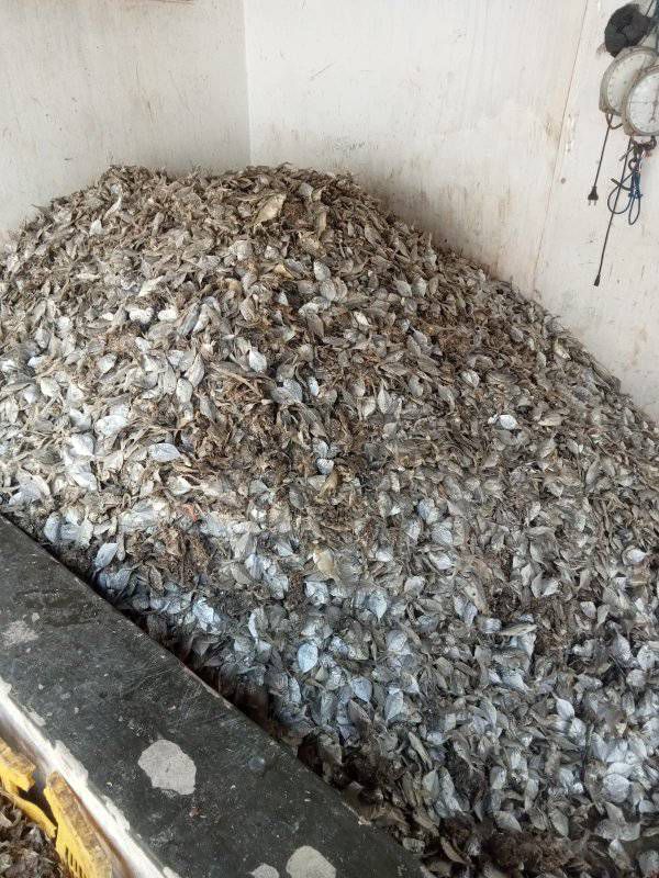 Ikan Rucah (Pakan Ternak)