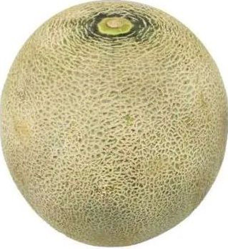 Melon