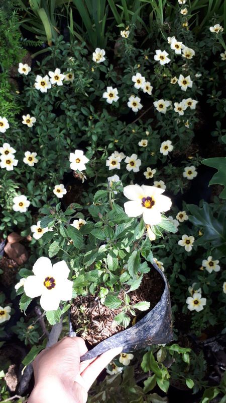 TANAMAN SHRUB YOLANDA PUTIH