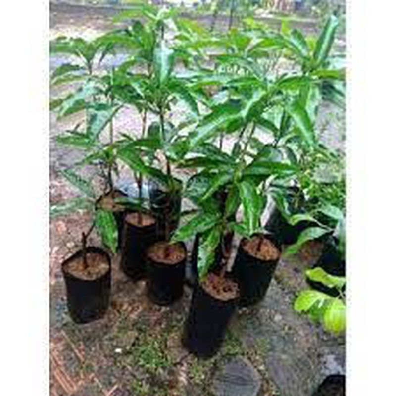 Bibit Mangga Gadung