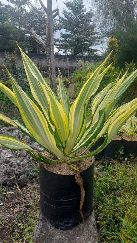 AGAVE PUTIH