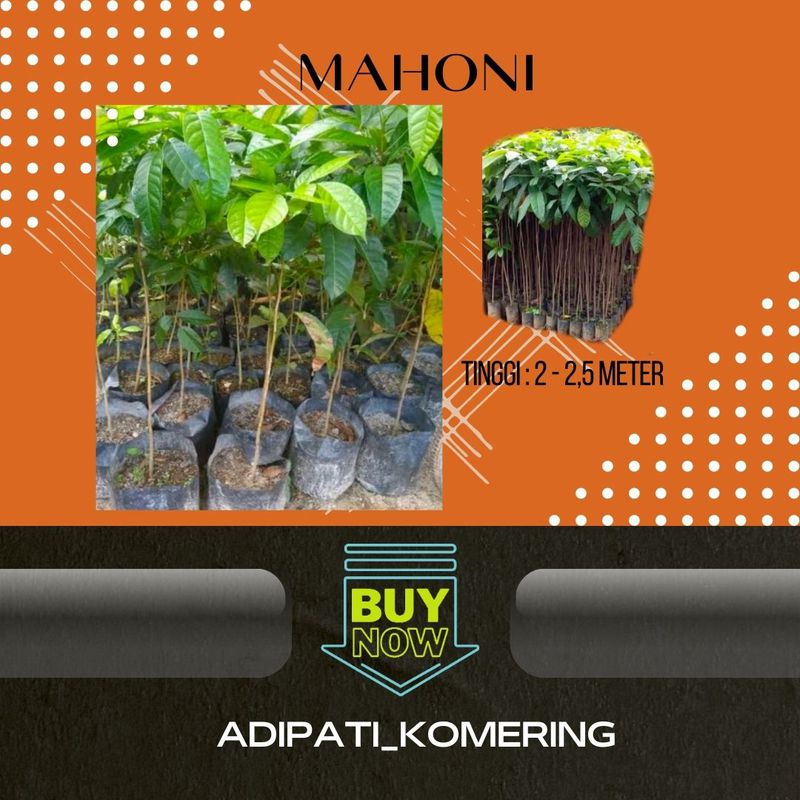 Mahoni