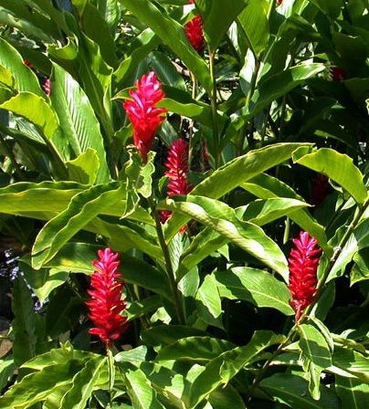 TANAMAN HIAS HONJE MERAH