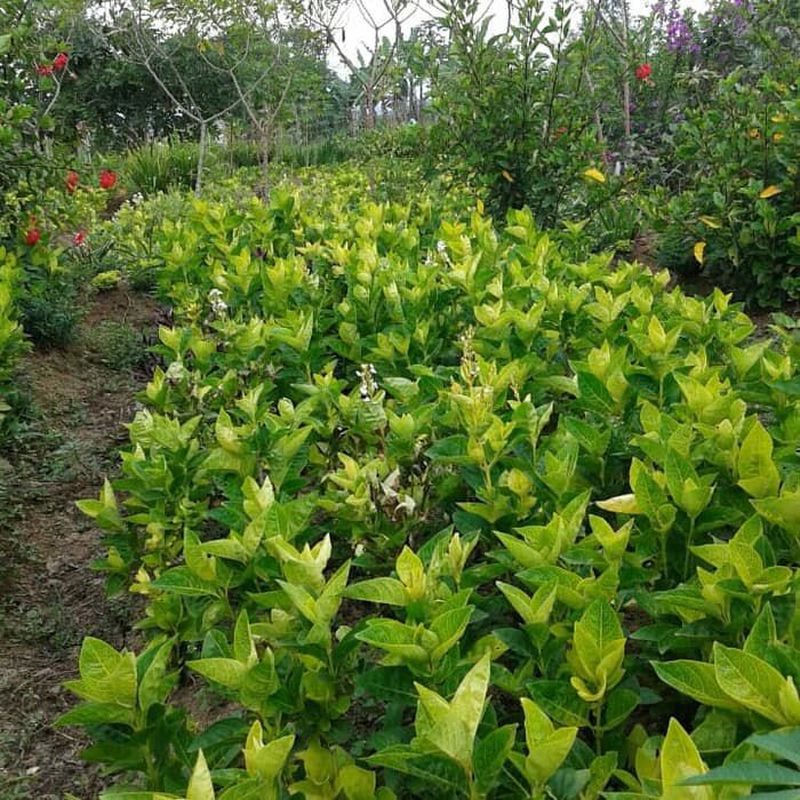 MELATI JEPANG / MELATI BALI