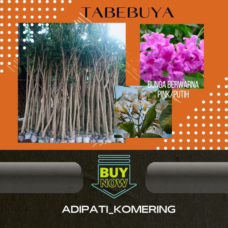 Tabebuya (Bunga Pink/Putih)