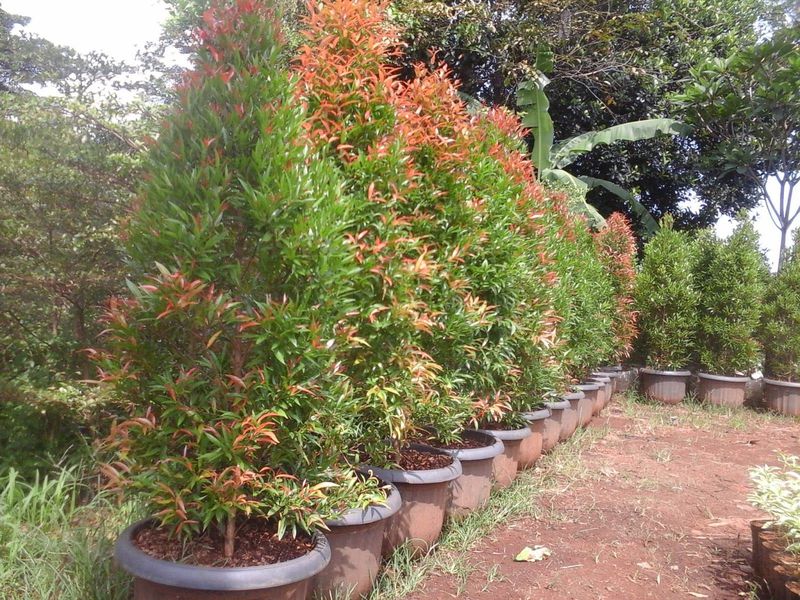 Pucuk Merah
