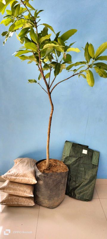 Paket Tanaman Bibit Pohon Mangga Paket Tanaman Bibit Pohon Mangga