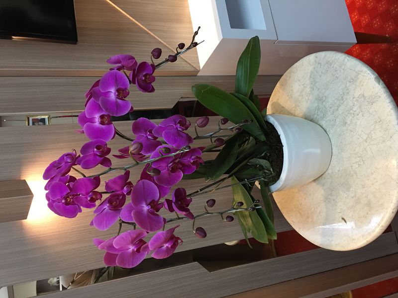 Sewa Bunga Anggrek Rangkai