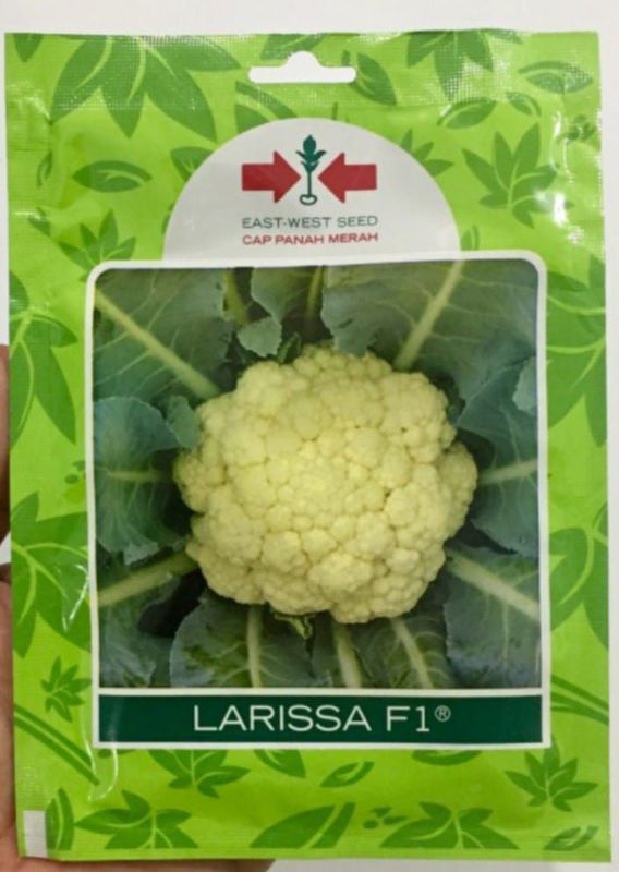 Benih Bibit Kembang Bunga Kol LARISSA F1 kemasan 250 butir