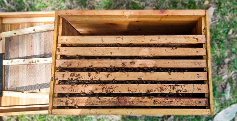 Stup Lebah Madu Mellifera dan koloninya