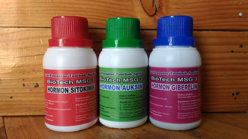 ZPT Kultur Jaringan MSG 3