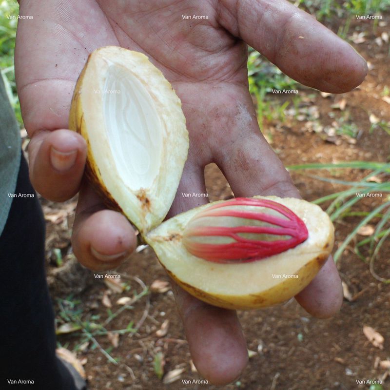 Nutmeg Oil (Java | Bogor 9% Myristicin)(NM-001)
