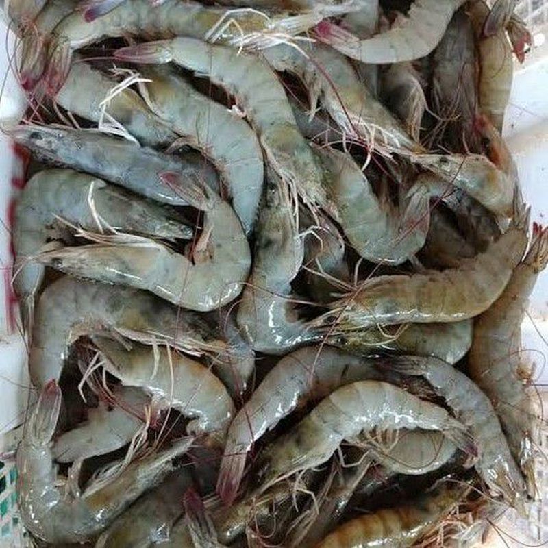udang