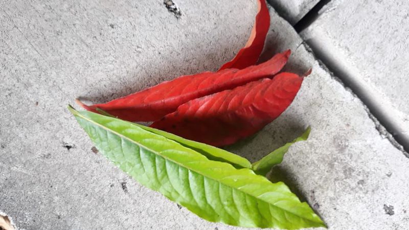 Daun Jenitri