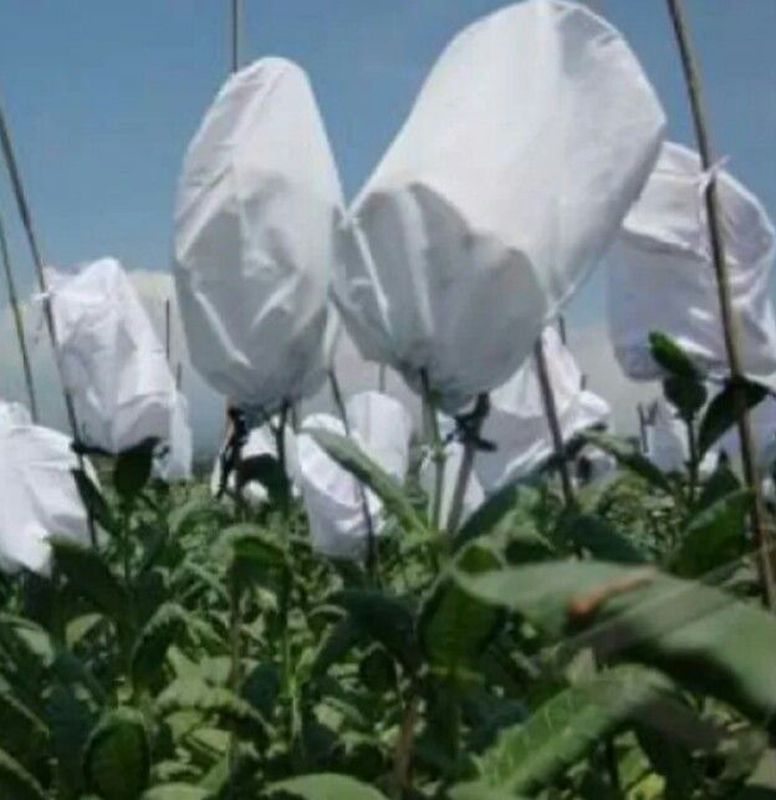 Kerodong Bunga Tembakau