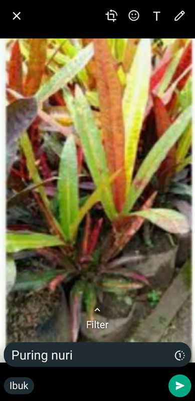 Berbagai jenis puring