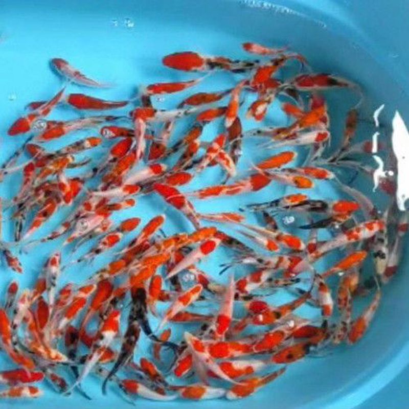 Benih Ikan Koi 10 Cm