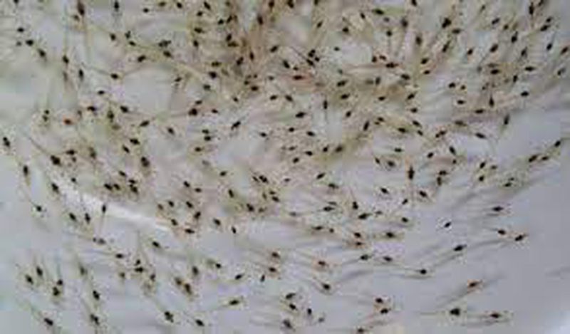 benur udang vannamei