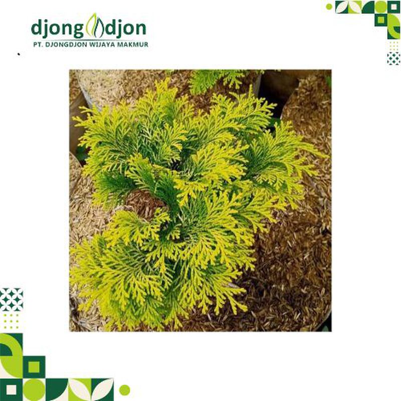 TANAMAN HIAS CEMARA INOKI KUNING