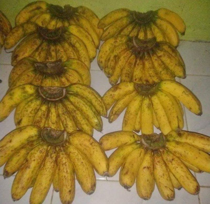 Buah Pisang