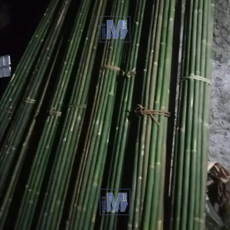 Tiang Bambu Panjang ± 6 Meter