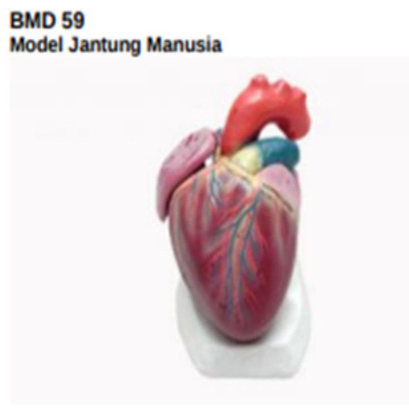 MODEL JANTUNG MANUSIA - BMD 59