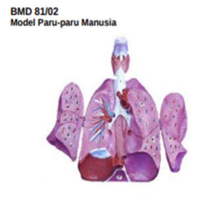 MODEL PARU-PARU MANUSIA - BMD 81/02