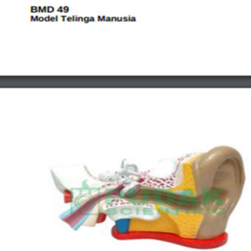 MODEL TELINGA MANUSIA - BMD 49