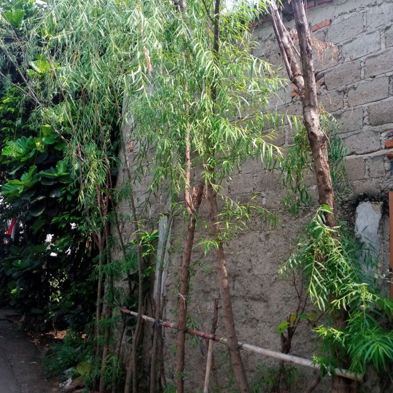 Liang Liu (babylon willow)