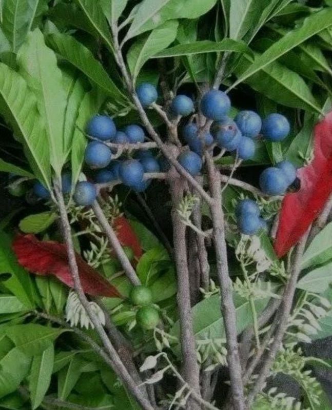 Daun Jenitri