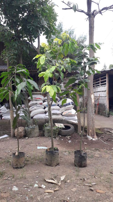 Bibit Pohon Gayam