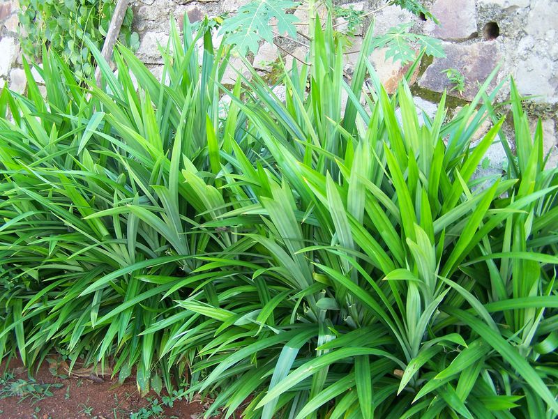Pandan