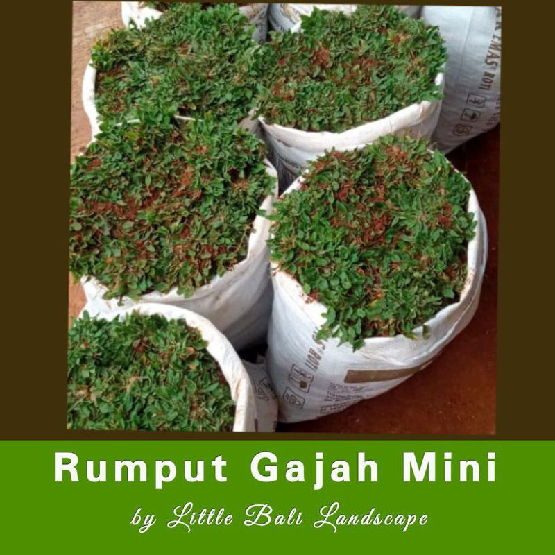 Rumput Gajah Mini
