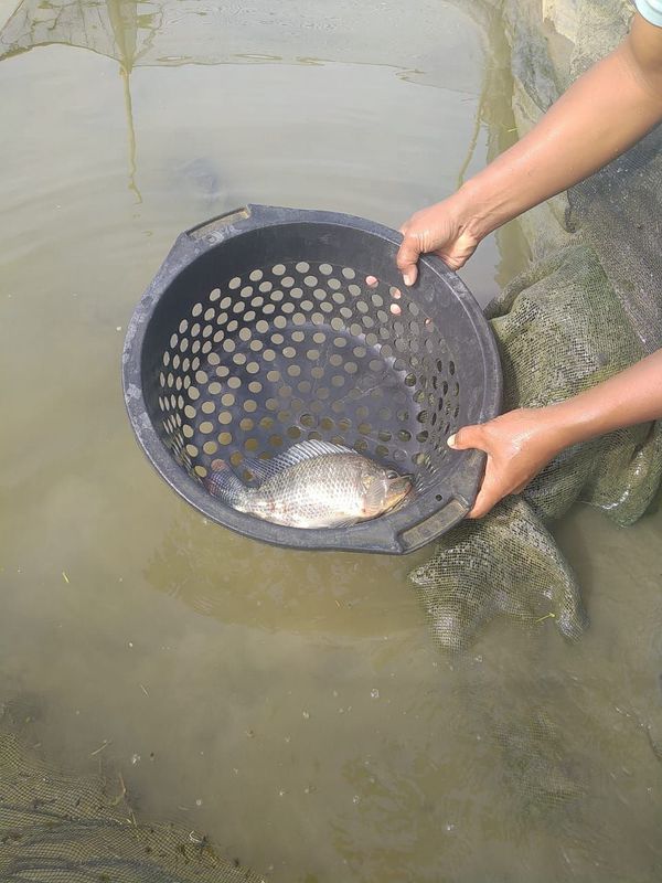 Induk Ikan Nila Jantan