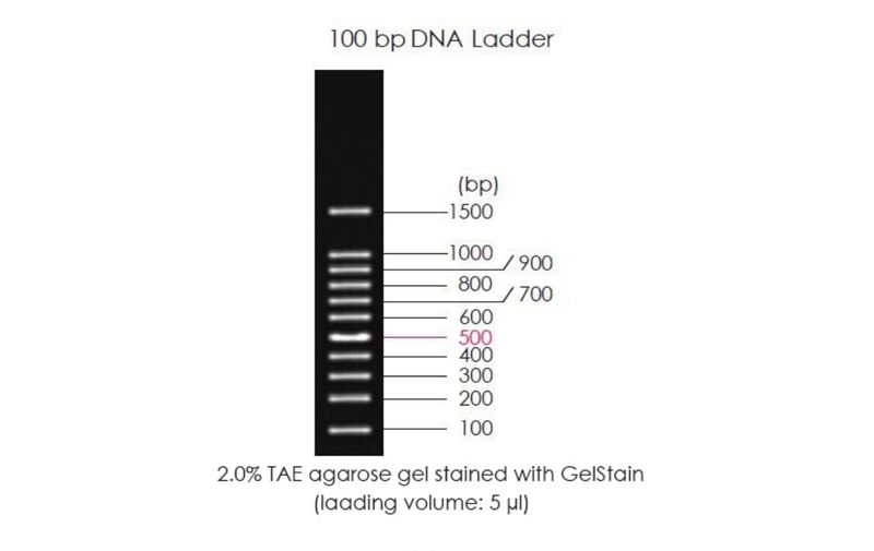 DNA Marker 100 Bp