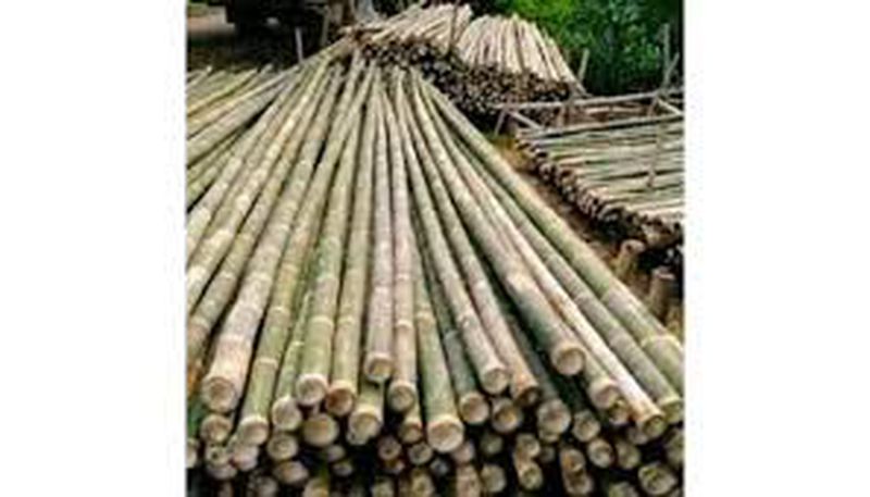 Bambu Ori