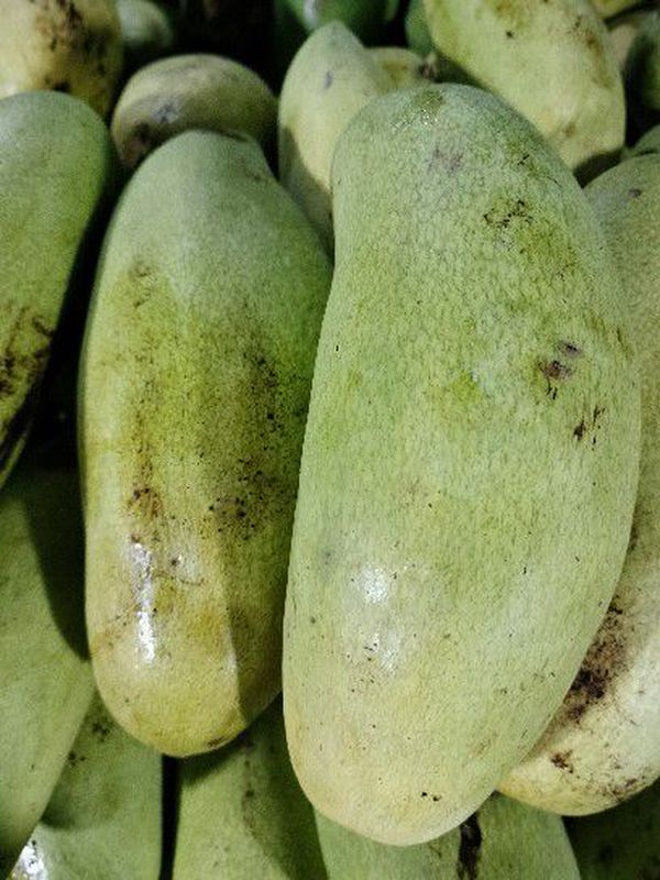 mangga