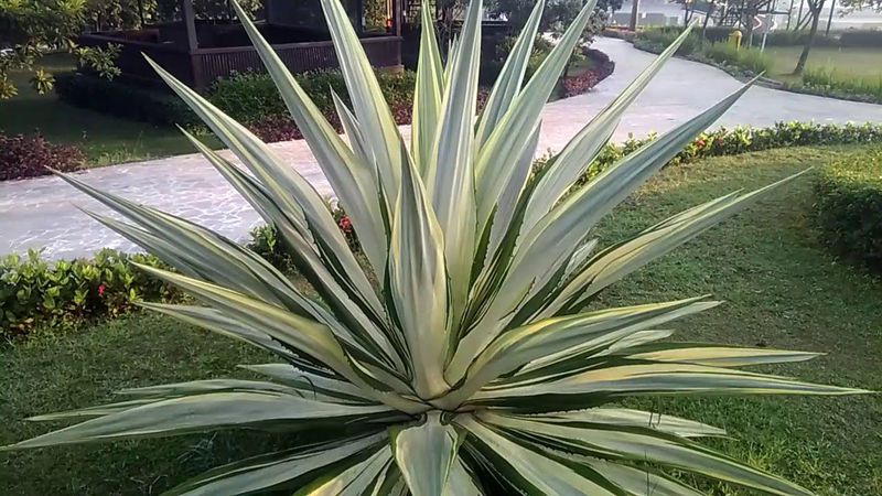 Bunga Agave