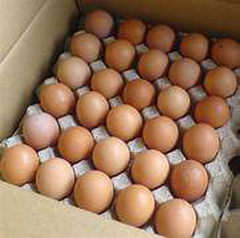 telur