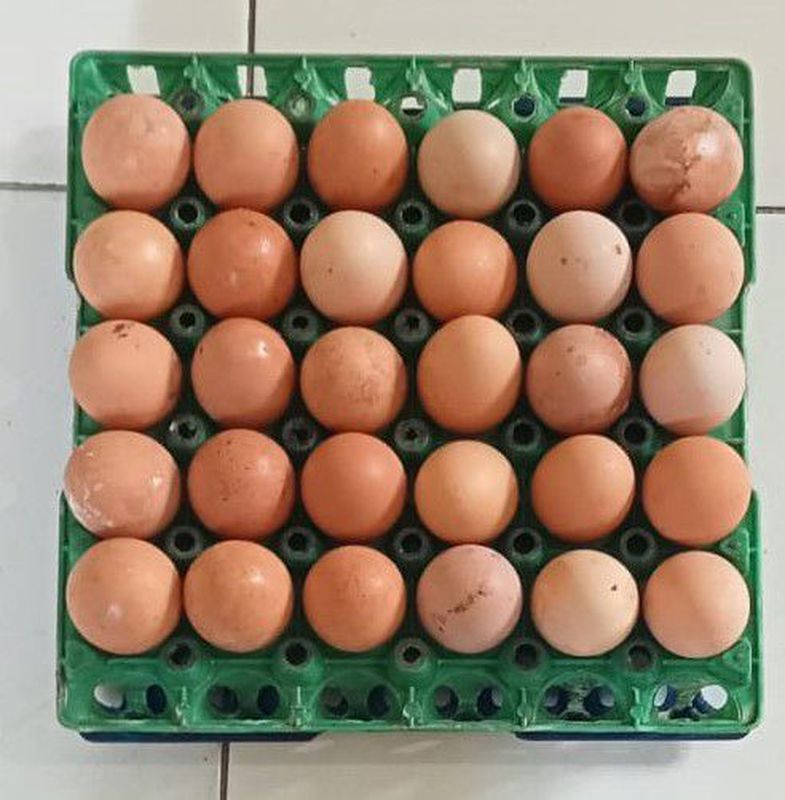TELUR