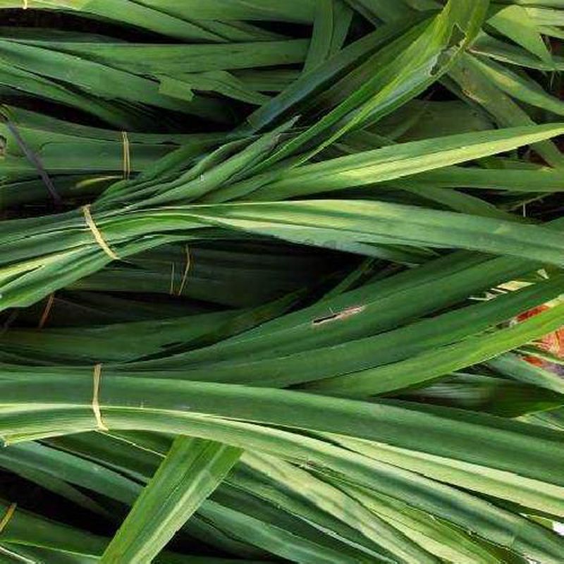 Daun Pandan