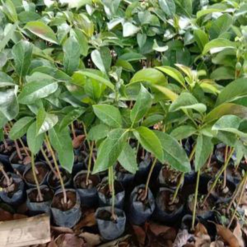 Bibit Langsat Okulasi